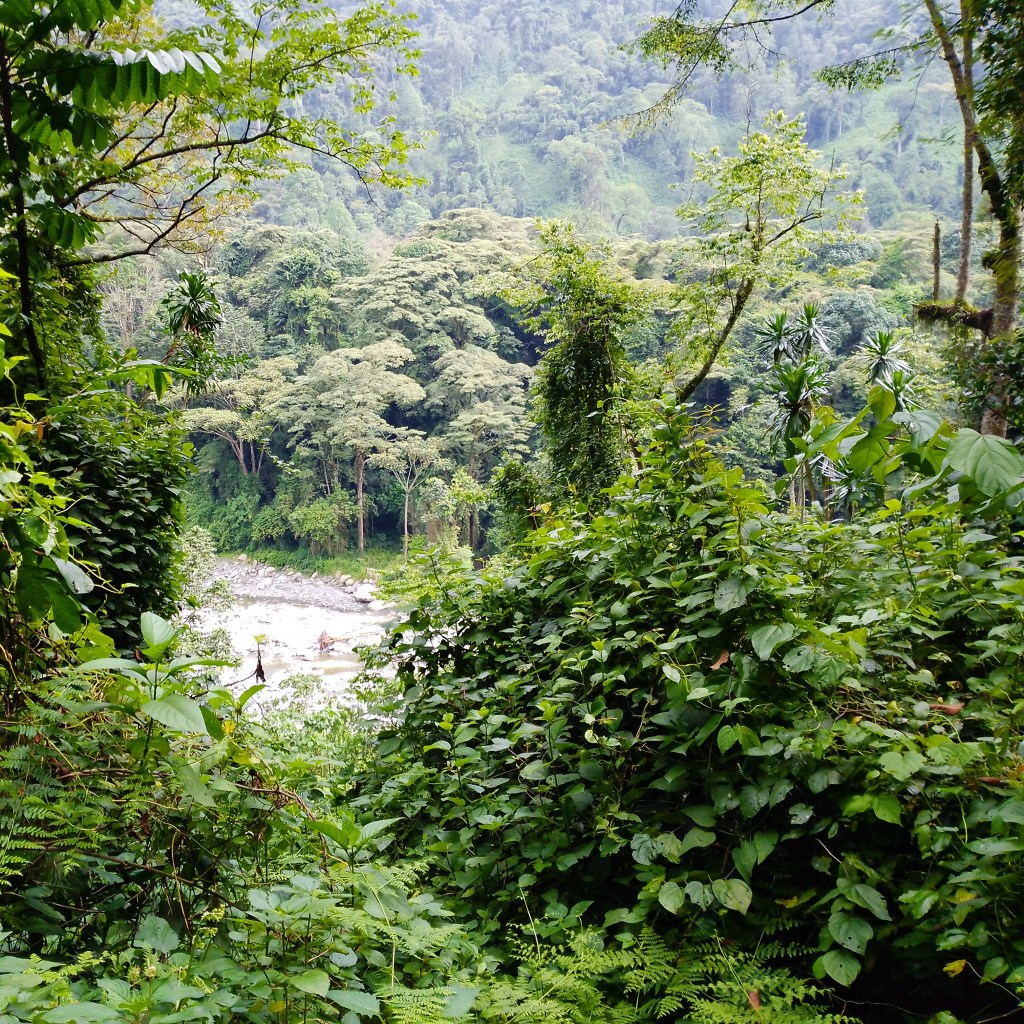 Forest Stewardship Council Certifies three National Parks in Uganda ...